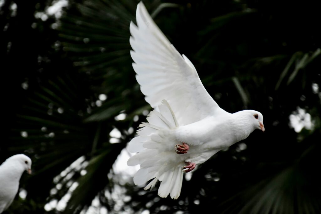 Guide to Symbols of Grief: Understand Their Power | Aura Funerals