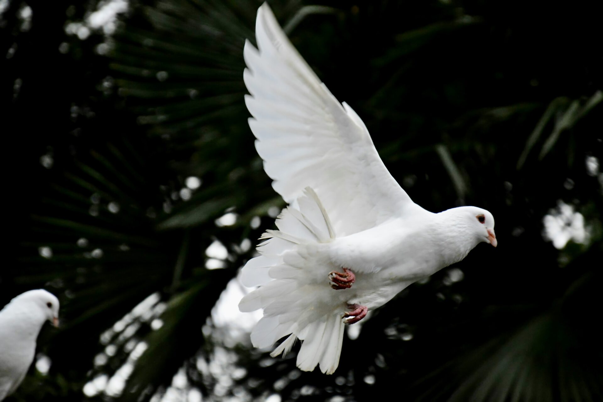 Guide to Symbols of Grief: Understand Their Power | Aura Funerals